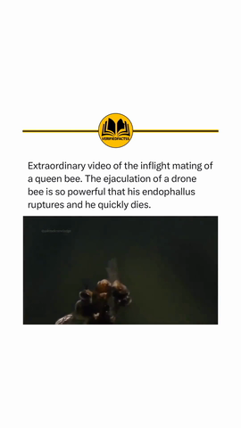 The p*nis of a male honey bee explodes after mating with the queen ...